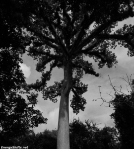 (0) The Maya World Tree – Energy Shifts